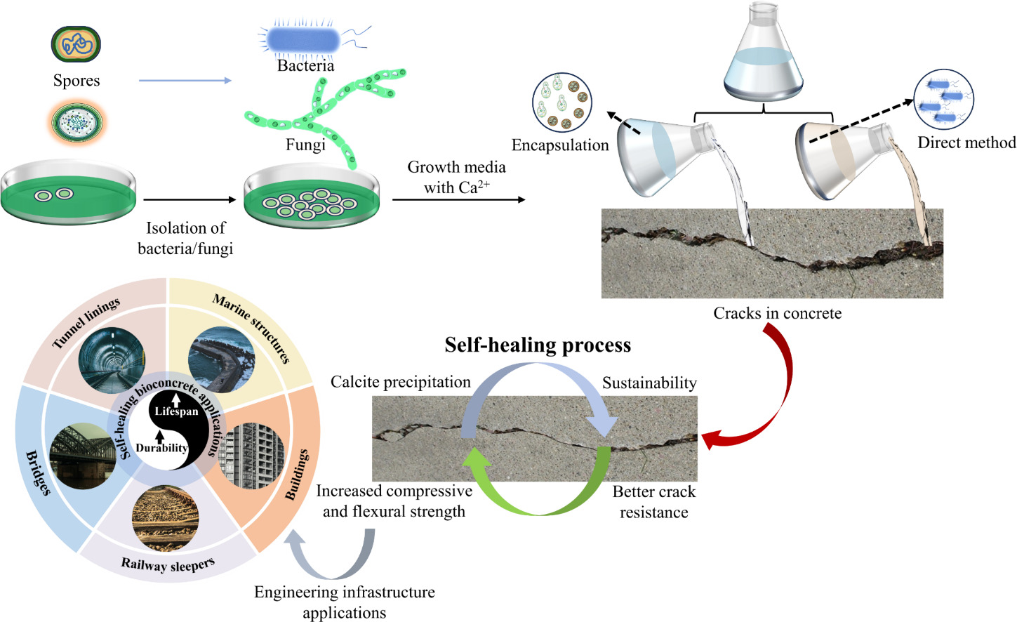 Scientific article about advances in microbial self-healing concrete ...